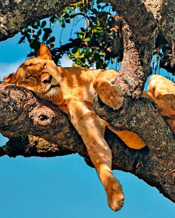 Offerta pacchetti vacanze Safari Tanzania all inclusive | Alpitour