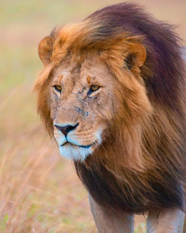 Offerta pacchetti vacanze Safari Tanzania all inclusive | Alpitour
