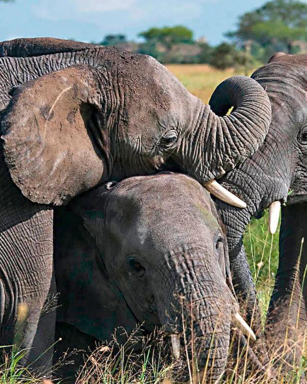 Offerta pacchetti vacanze Safari Tanzania all inclusive | Alpitour