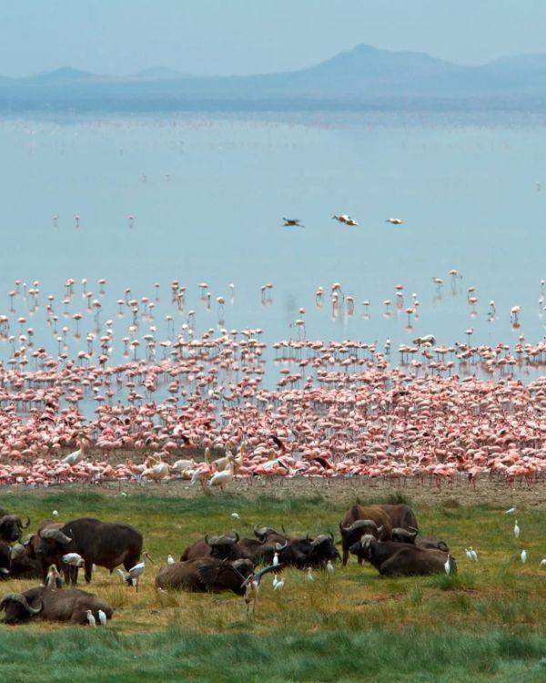 Offerta pacchetti vacanze Safari Tanzania all inclusive | Alpitour