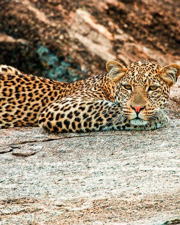 Offerta pacchetti vacanze Safari Tanzania all inclusive | Alpitour