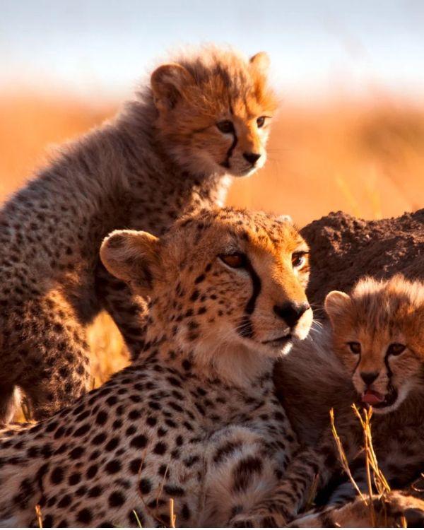 Offerta pacchetti vacanze Safari Tanzania all inclusive | Alpitour